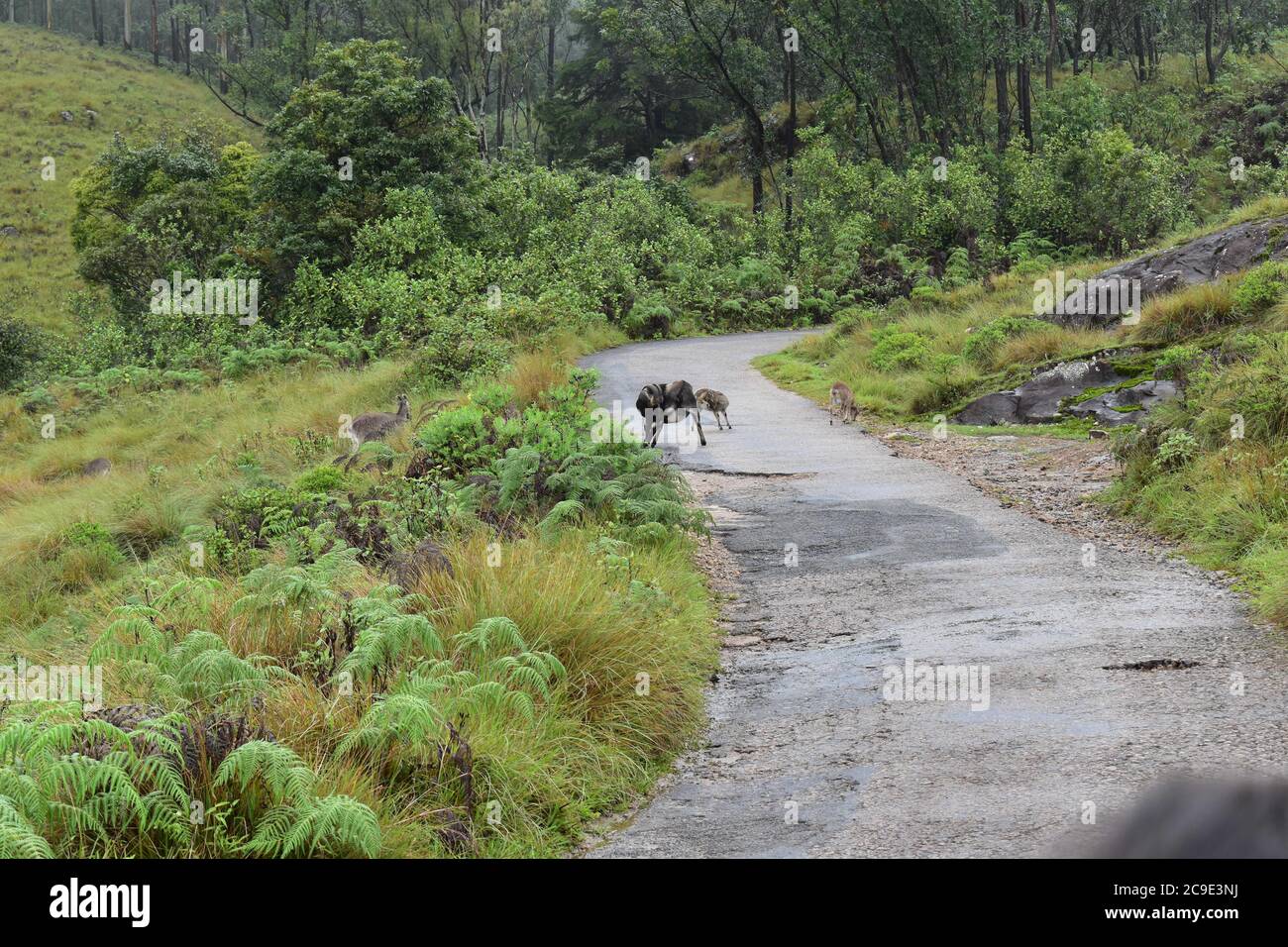 Kerala and its beautiful flora and fauna Stock Photo - Alamy