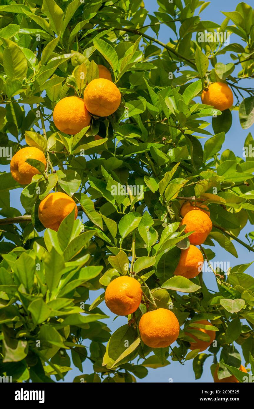 Orange trees in the town of Taroudant in the Sous Valley in southern ...