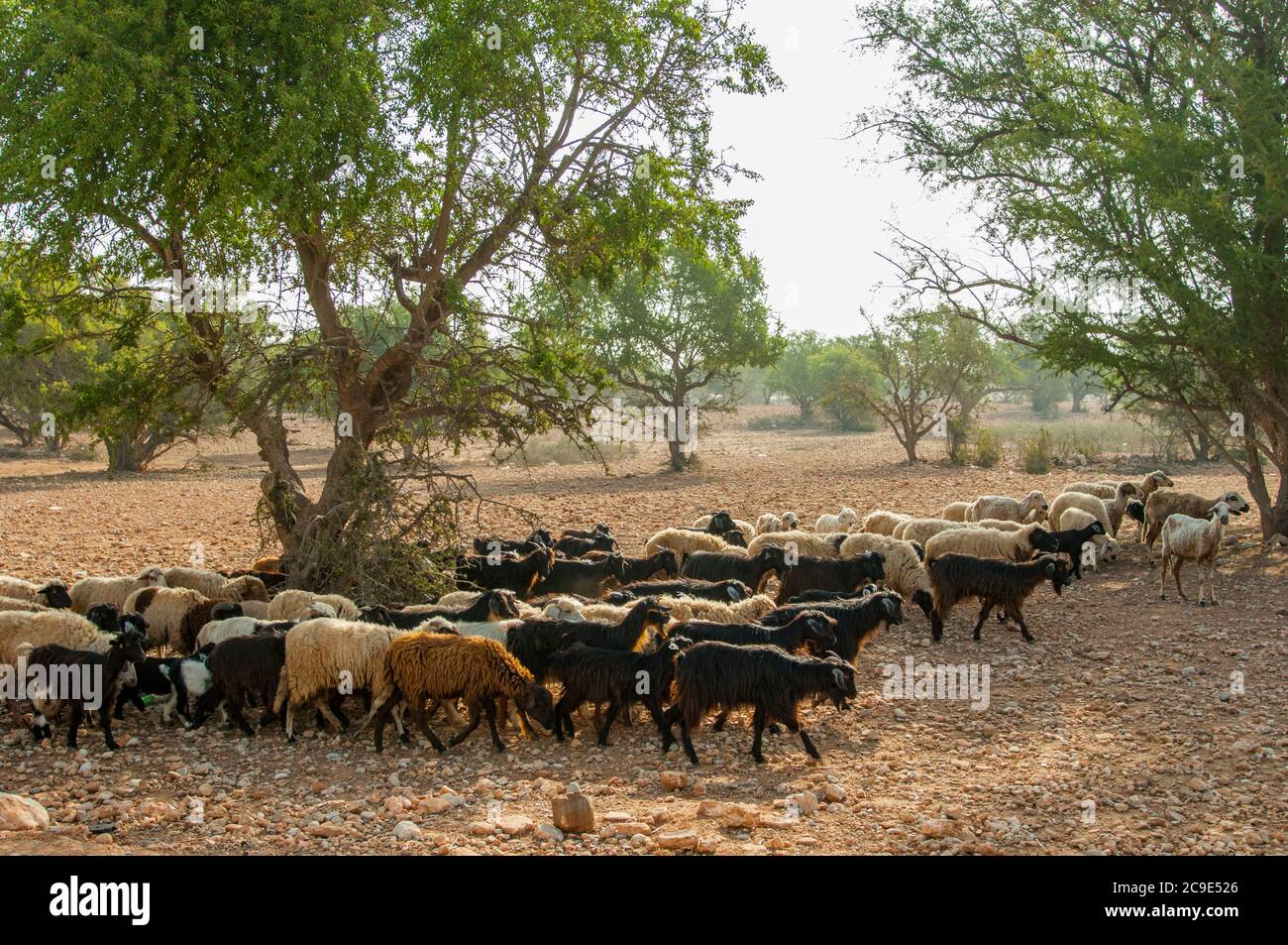 A herd of sheep and goats amongst Argan trees near Agadir, Morocco ...