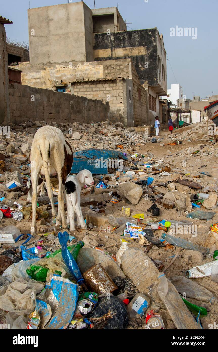 Sheep looking for food in the garbage on a beach at a fishing village ...