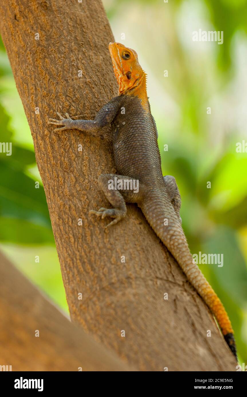West african agama hi-res stock photography and images - Alamy