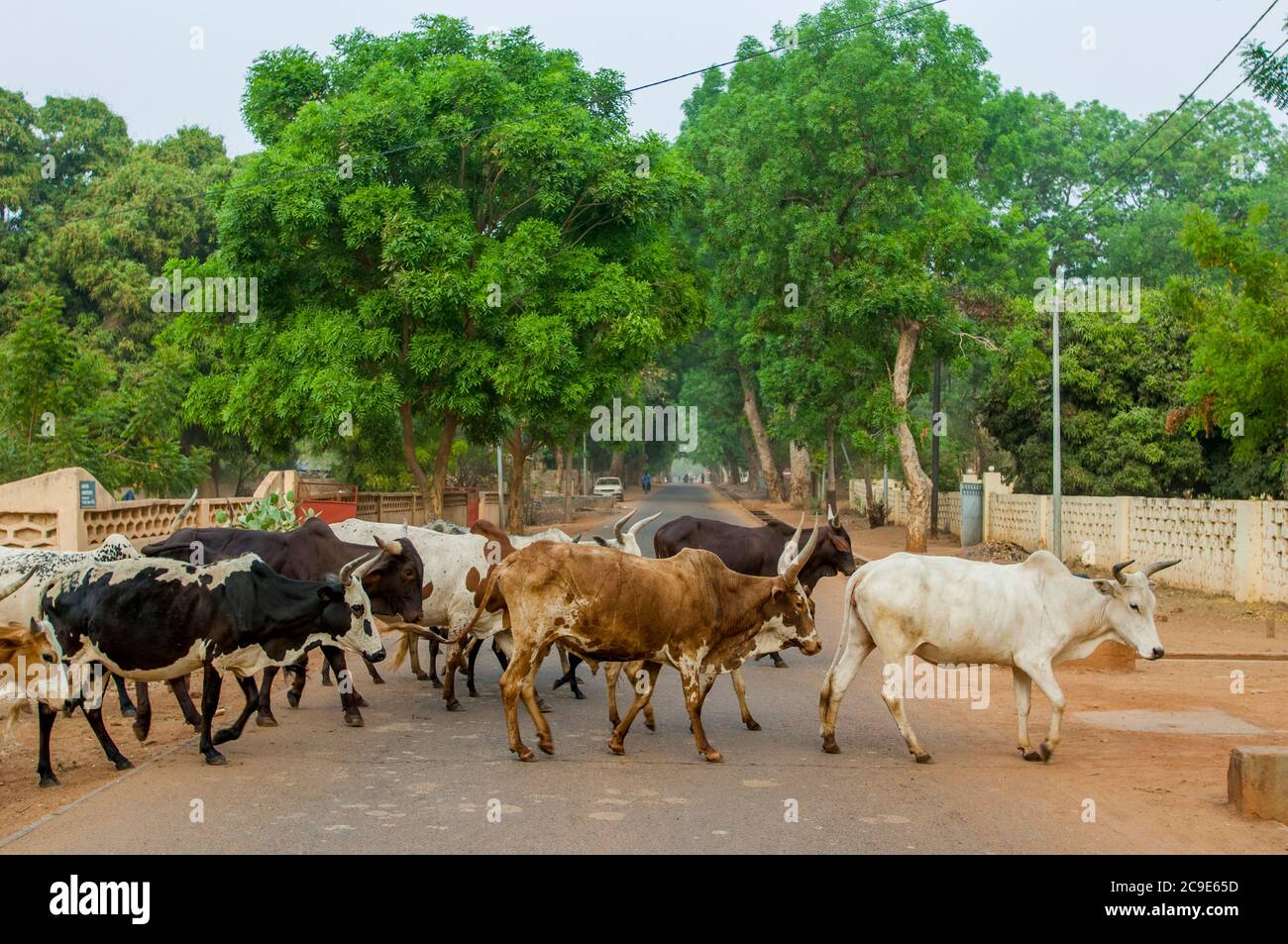 A street scene with cattle in Segou, a city in the center of Mali, West ...
