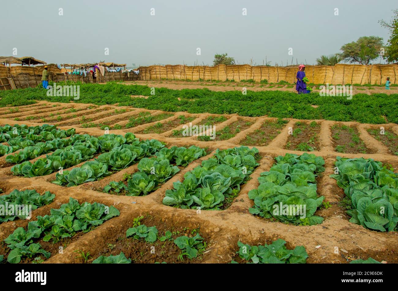 Niger river farming hi-res stock photography and images - Alamy