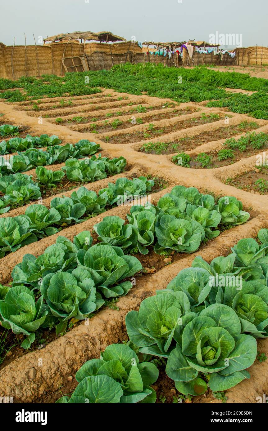 Niger river farming hi-res stock photography and images - Alamy