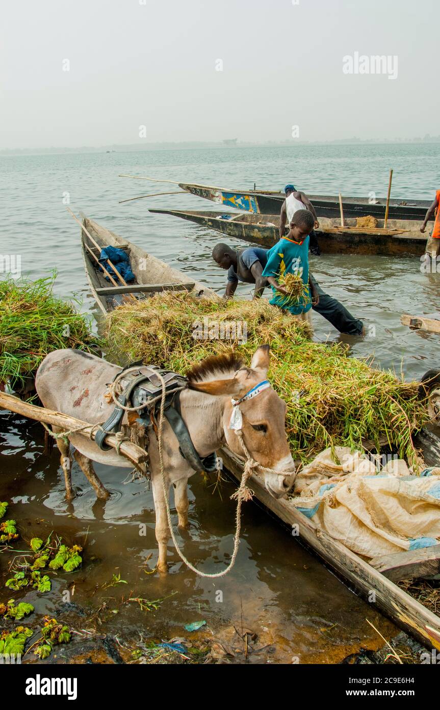 A pirogue (canoe) loaded with food for animals on the bank of the Niger ...