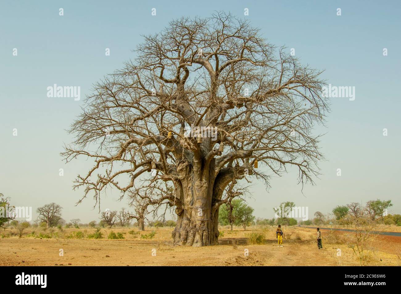 African beehives hi-res stock photography and images - Alamy