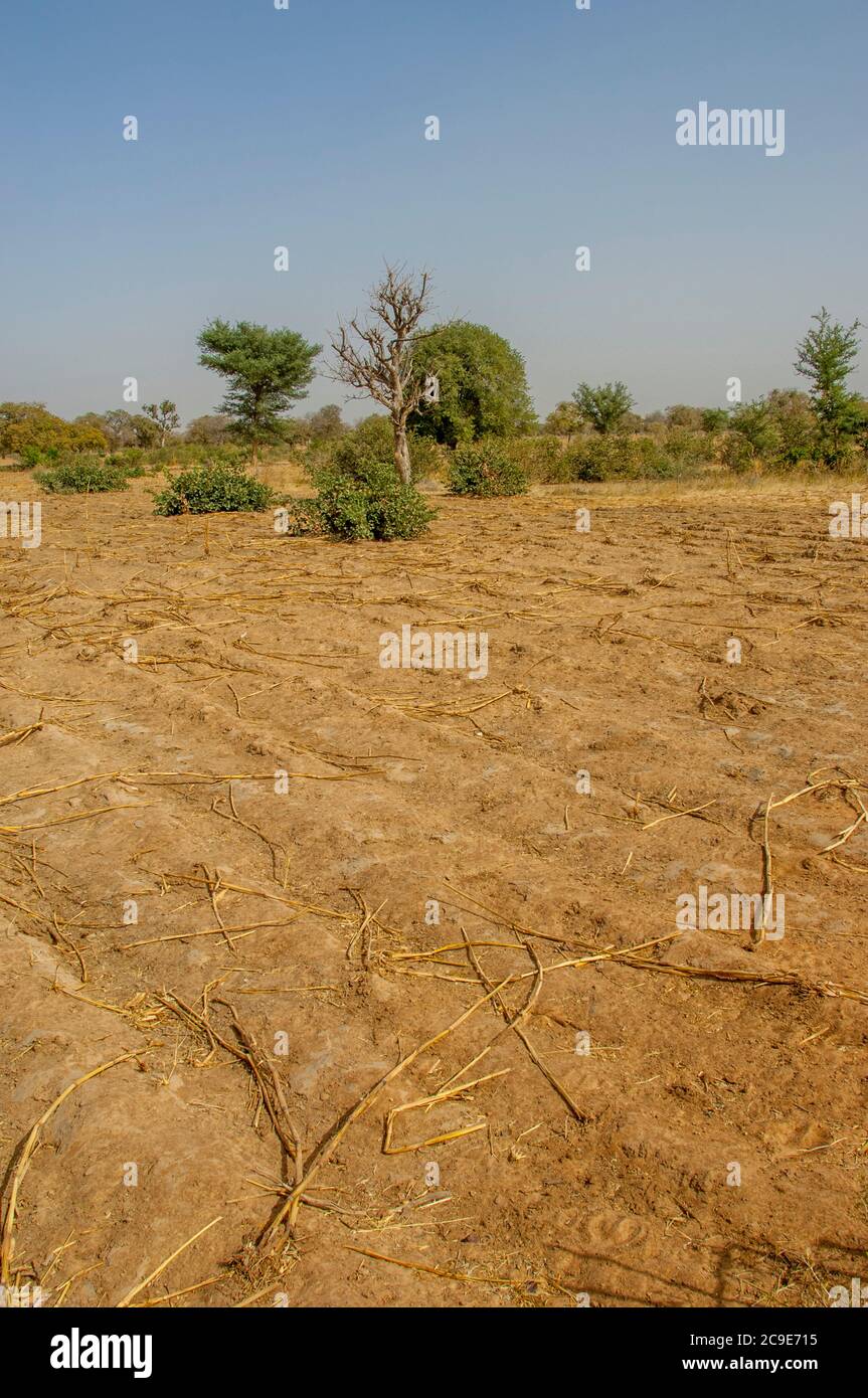 Sahel mali dry season hi-res stock photography and images - Alamy