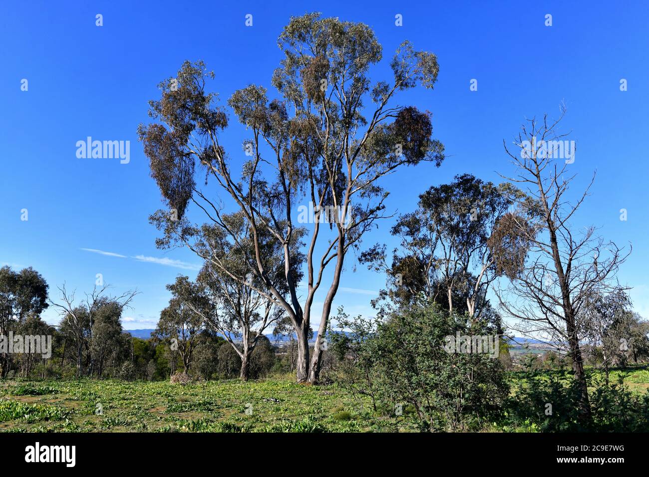 Australian natural environment hi-res stock photography and images - Alamy