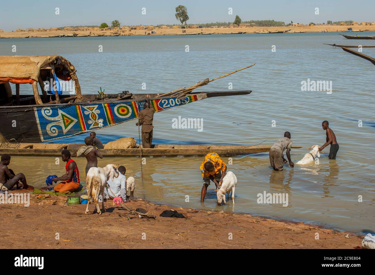 Sheep being washed in the river before being brought to the market ...