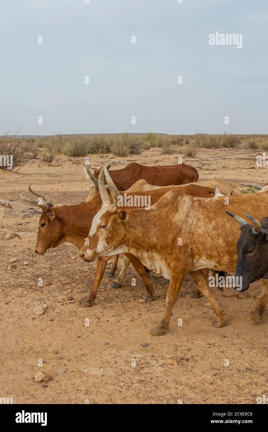 A herd of cattle in the Bandiagara area in Mali, West Africa Stock ...
