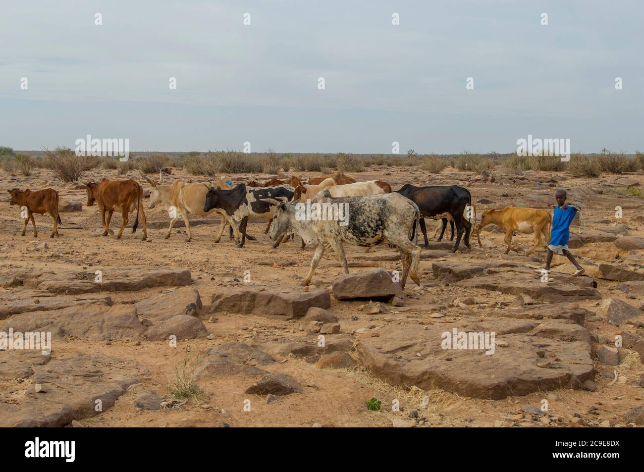 Boy is herding cattle in the bandiagara area in mali hi-res stock ...