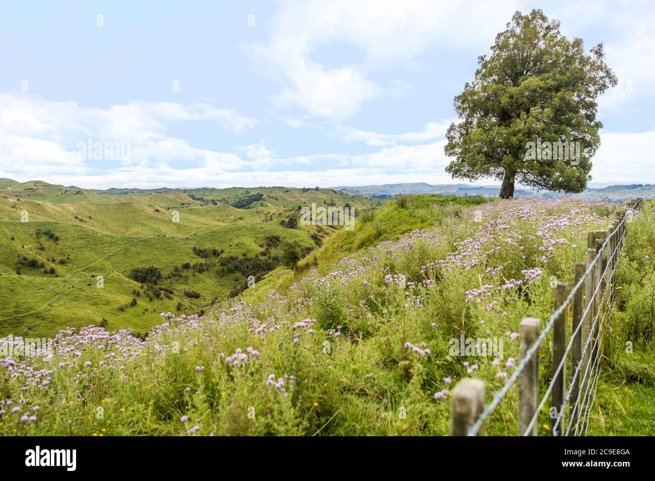 New Zealand spring nature meadow green landscape. Rural scenery with ...