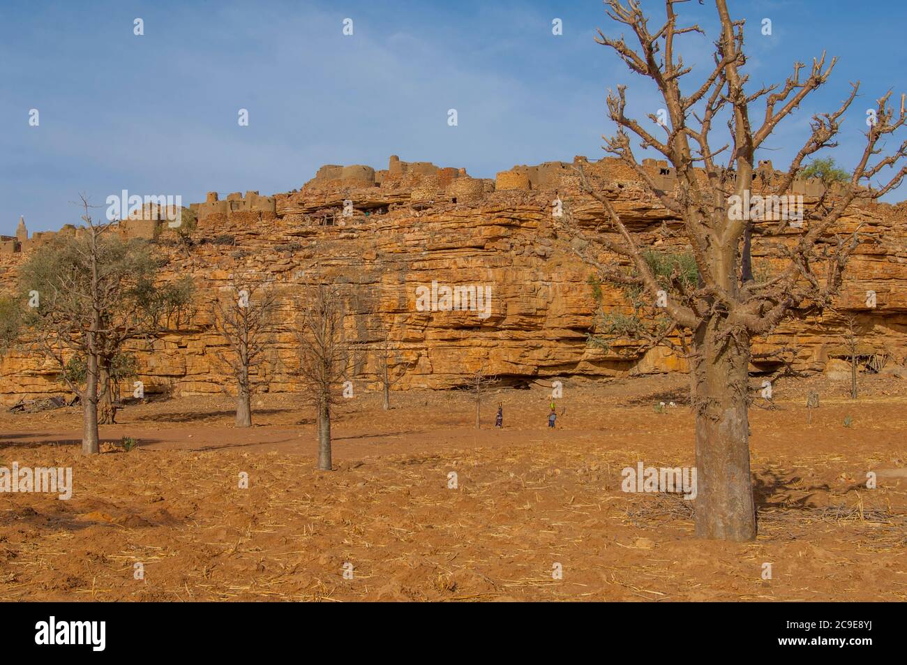 View of harvested millet fields and baobab trees during the dry season ...