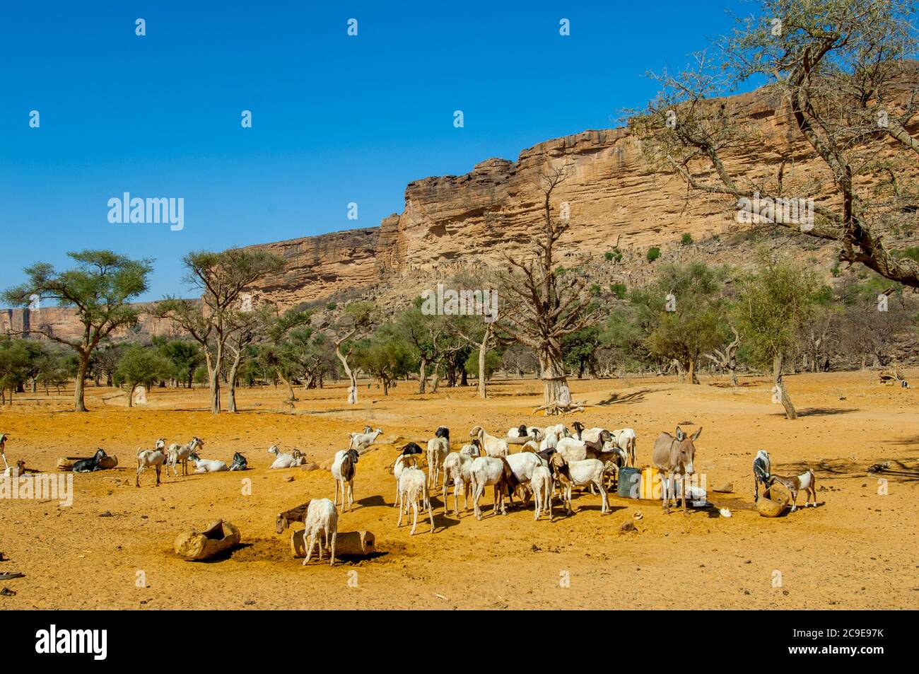 Sheep, goats and donkeys grazing in front of the Bandiagara Escarpment ...