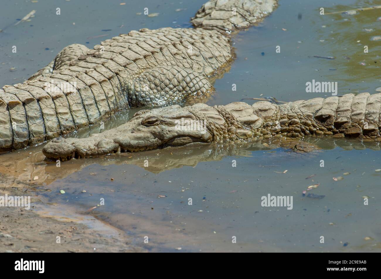 West african crocodiles hi-res stock photography and images - Alamy