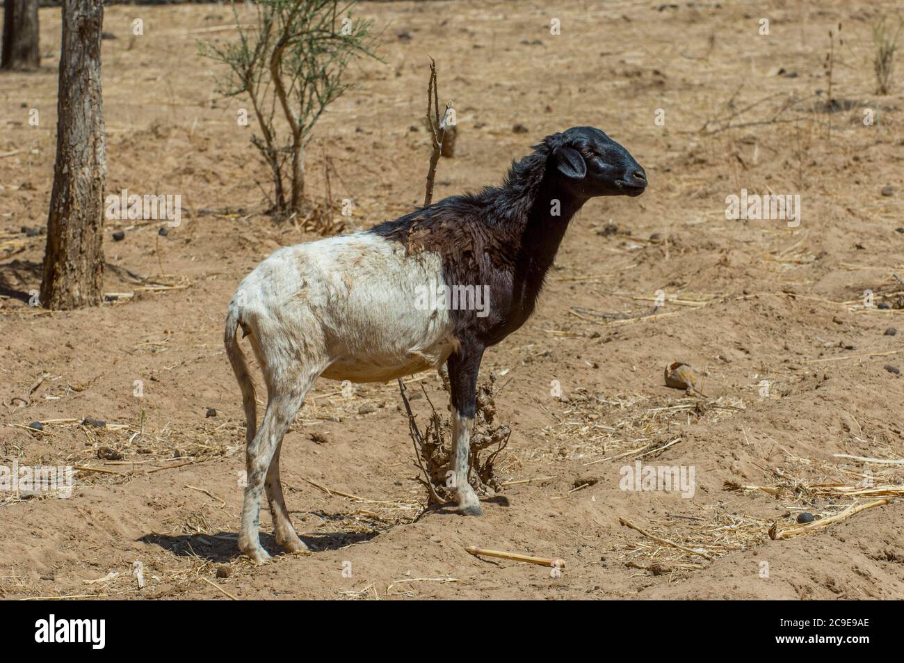 West African Sheep