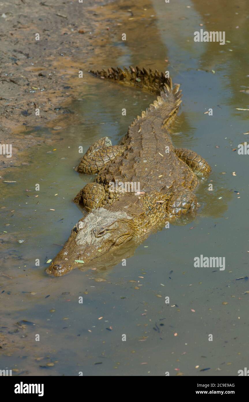 Mali Alligator