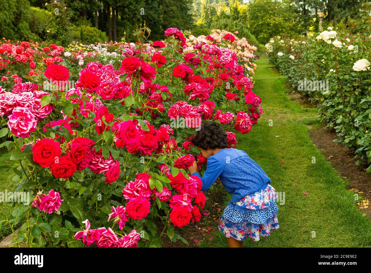 Little Girl Smelling Roses in a Rose Garden Stock Photo - Alamy