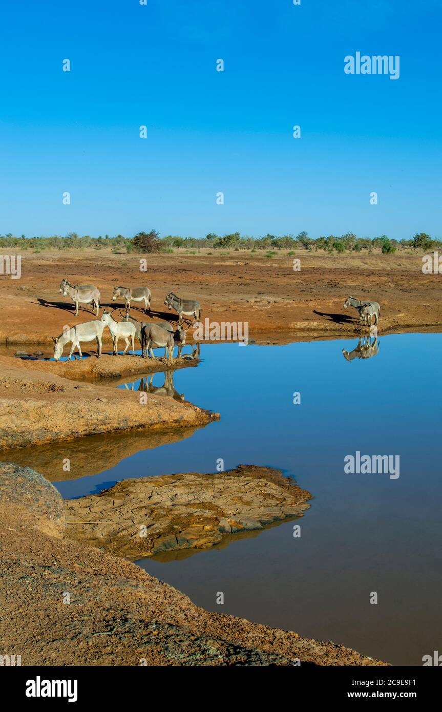 Donkeys drinking from a pond in the savannah landscape in the Sahel ...