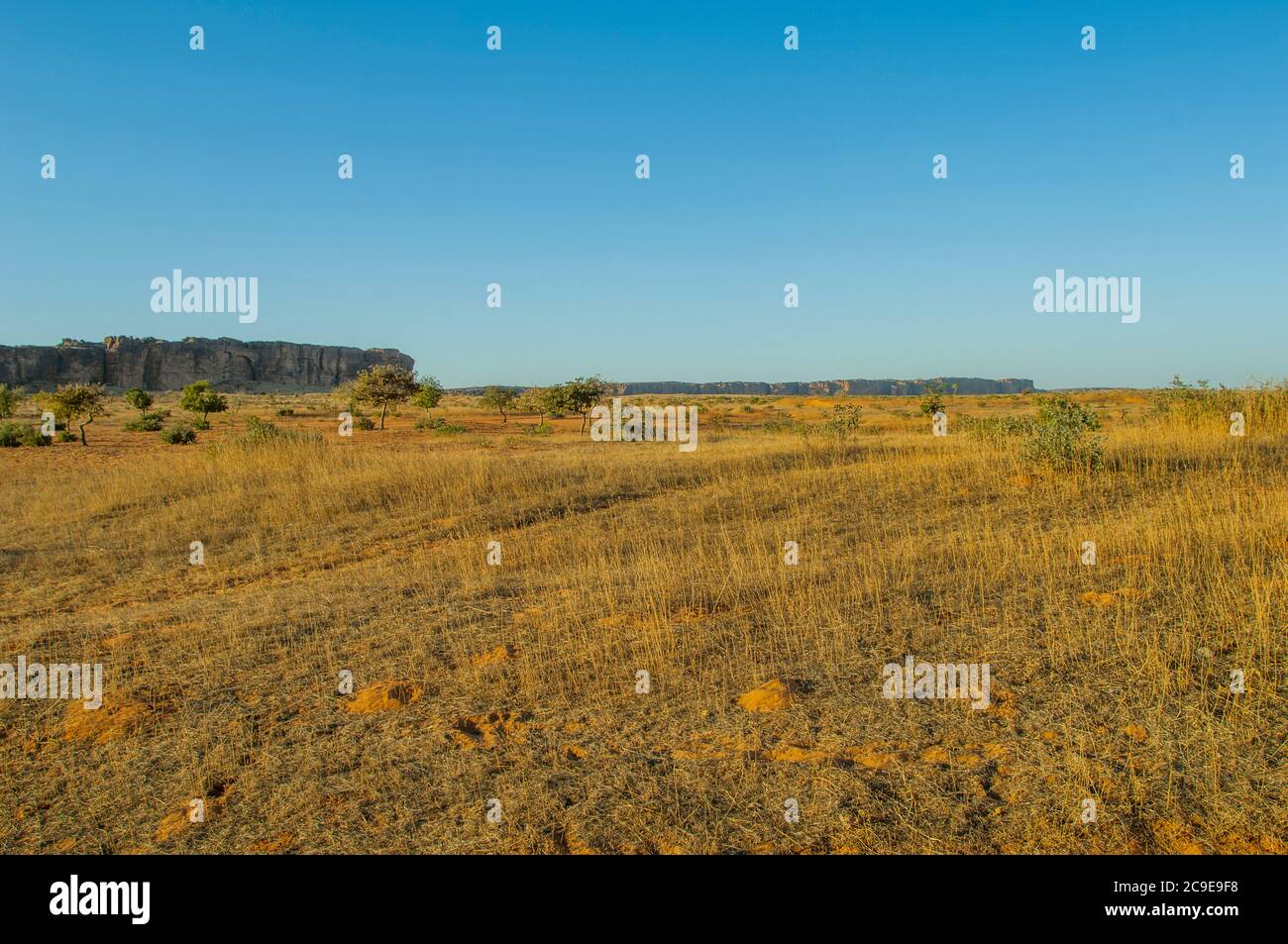 Savannah landscape in the Sahel zone near the Bandiagara Escarpment in ...