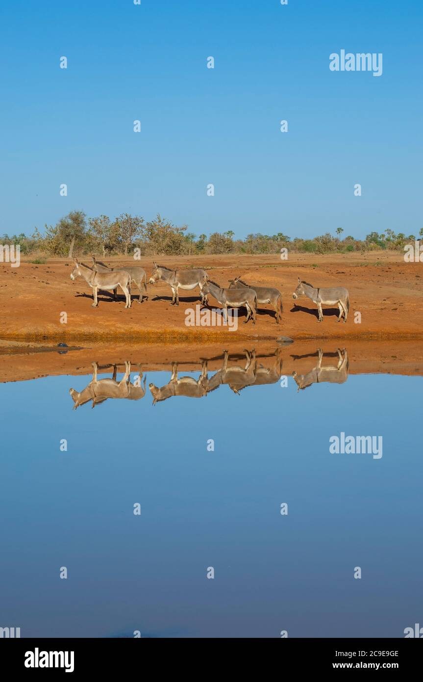 Donkeys reflecting in a pond in the savannah landscape in the Sahel ...