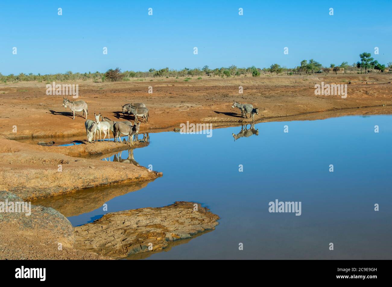 Donkeys drinking from a pond in the savannah landscape in the Sahel ...