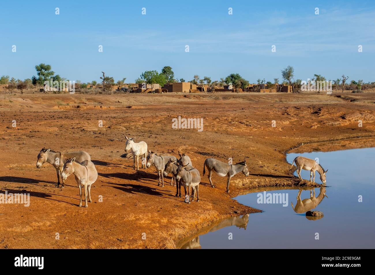 Donkeys drinking from a pond in the savannah landscape in the Sahel ...