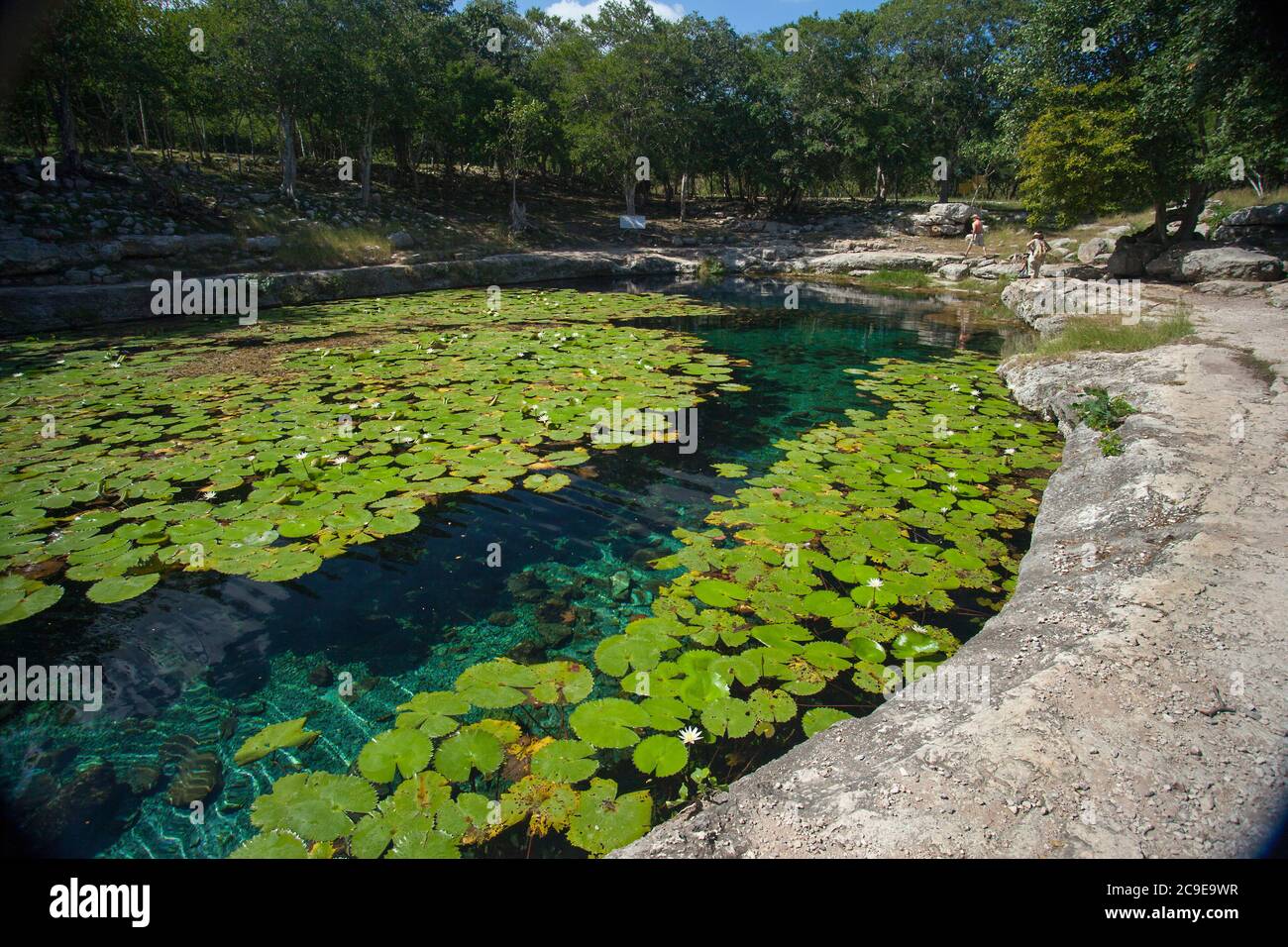 Cenote Xlacah near Merida, Yucatan, Mexico Stock Photo - Alamy