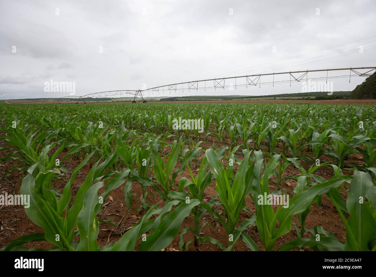 center pivot agricultural irrigation system watering on a farm field ...