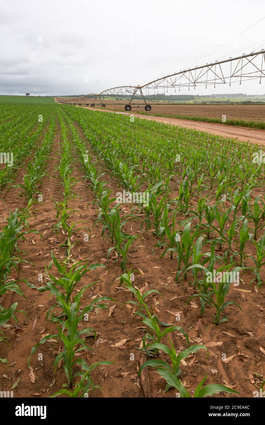 center pivot agricultural irrigation system watering on a farm field ...