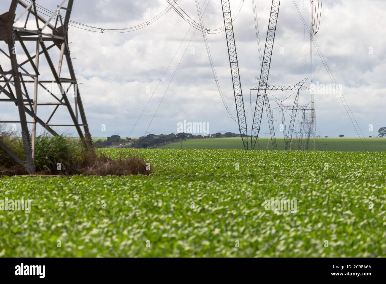 Power lines and pylons in a farm rural area soy field Stock Photo - Alamy