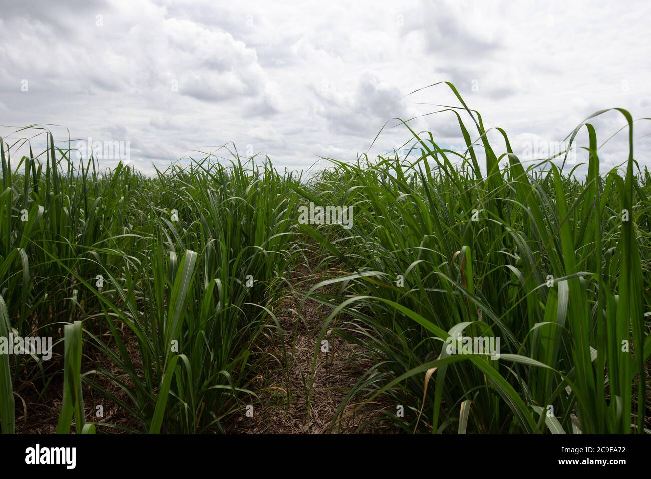 inside a corn field rows and a beautiful sky Stock Photo - Alamy