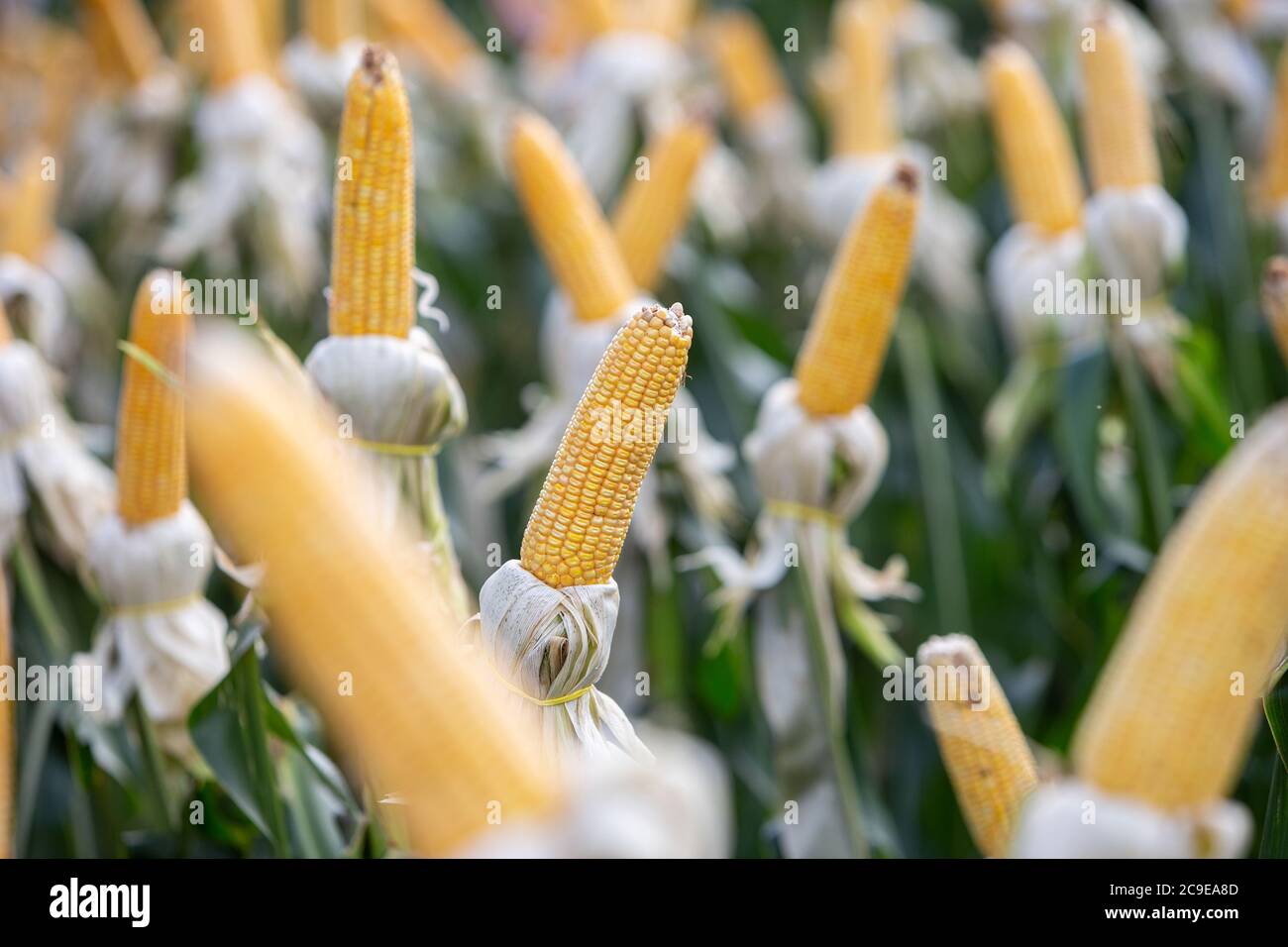 beautiful corn plants in rows and rubber bands with blurred background ...