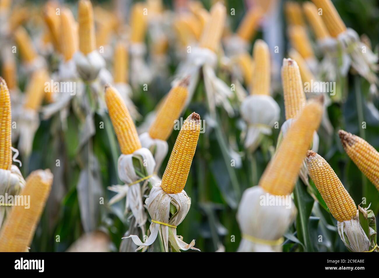 beautiful corn plants in rows and rubber bands with blurred background ...