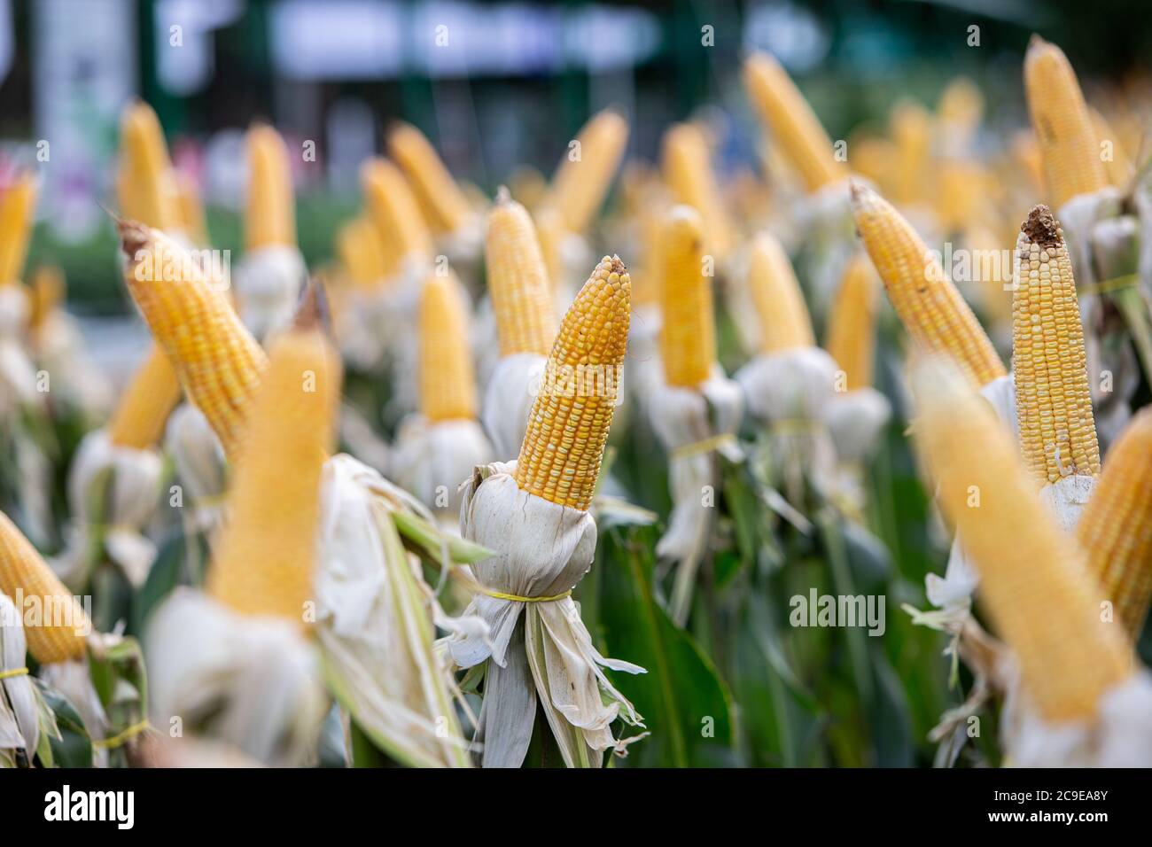 beautiful corn plants in rows and rubber bands with blurred background ...