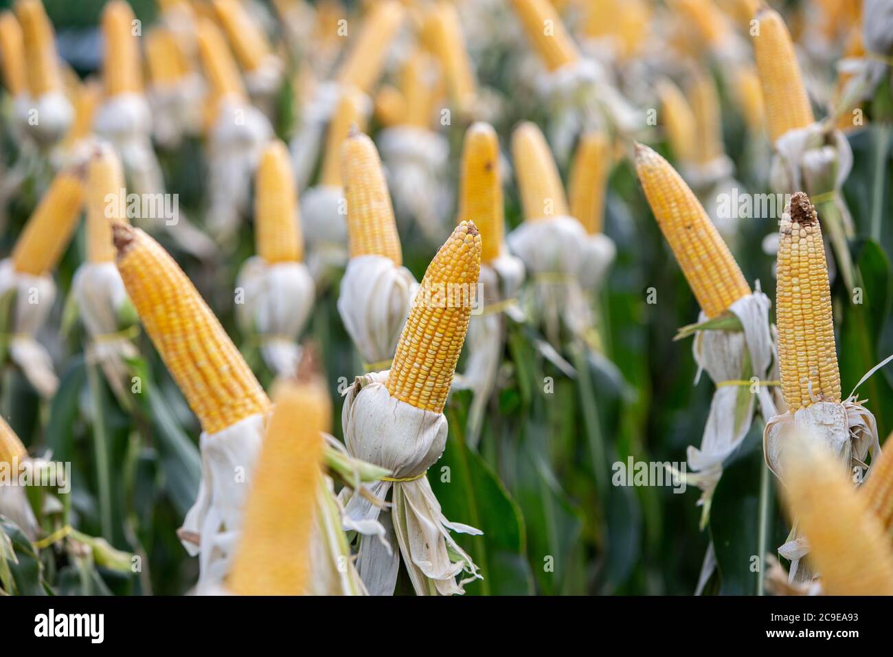 beautiful corn plants in rows and rubber bands with blurred background ...