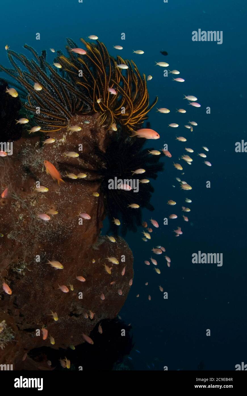 Phylum echinodermata hi-res stock photography and images - Alamy