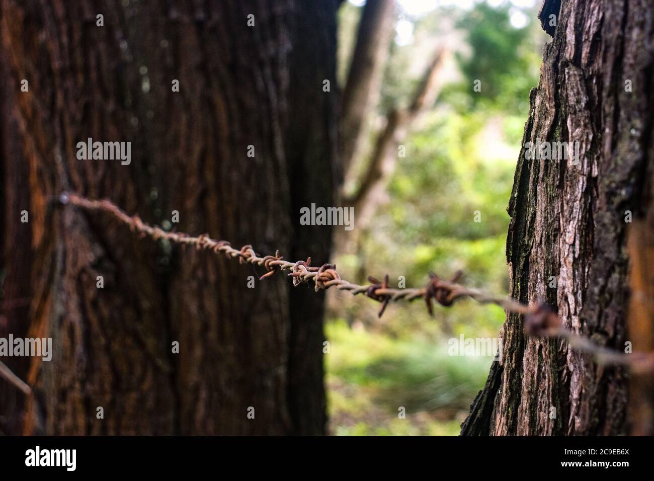 Rusty Barbed Wire between Two Flaky Trees Stock Photo - Alamy