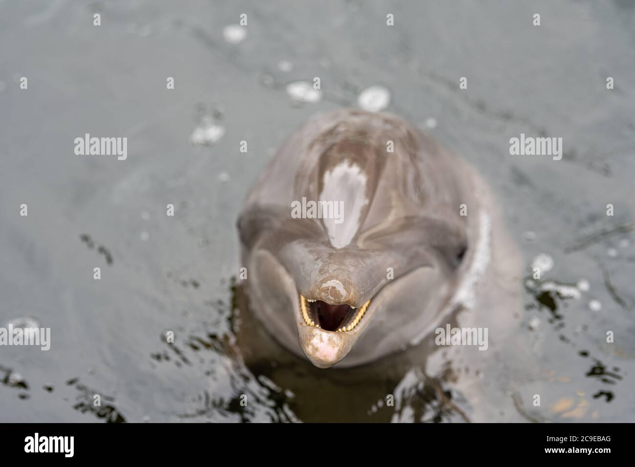 Smiling dolphin focus on front mouth teeth Stock Photo - Alamy