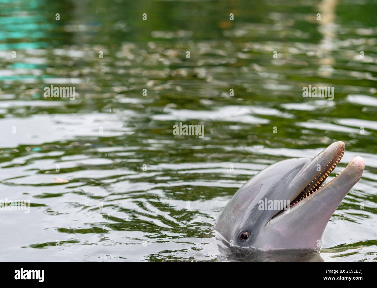 Photo of a dolphin showing teeth Stock Photo - Alamy