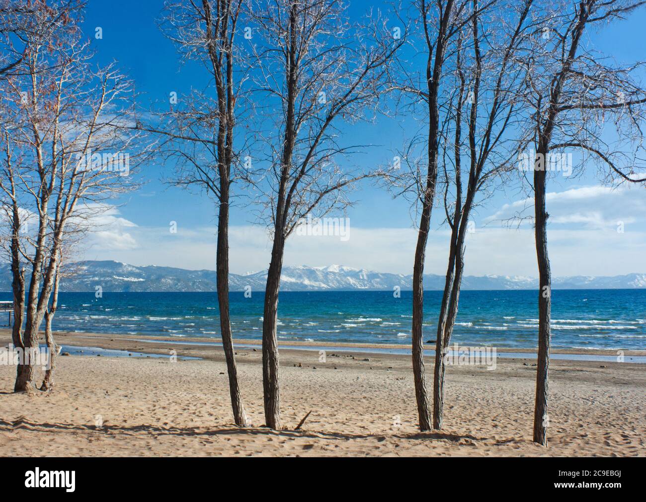 Tahoe City Beach With Trees Stock Photo - Alamy