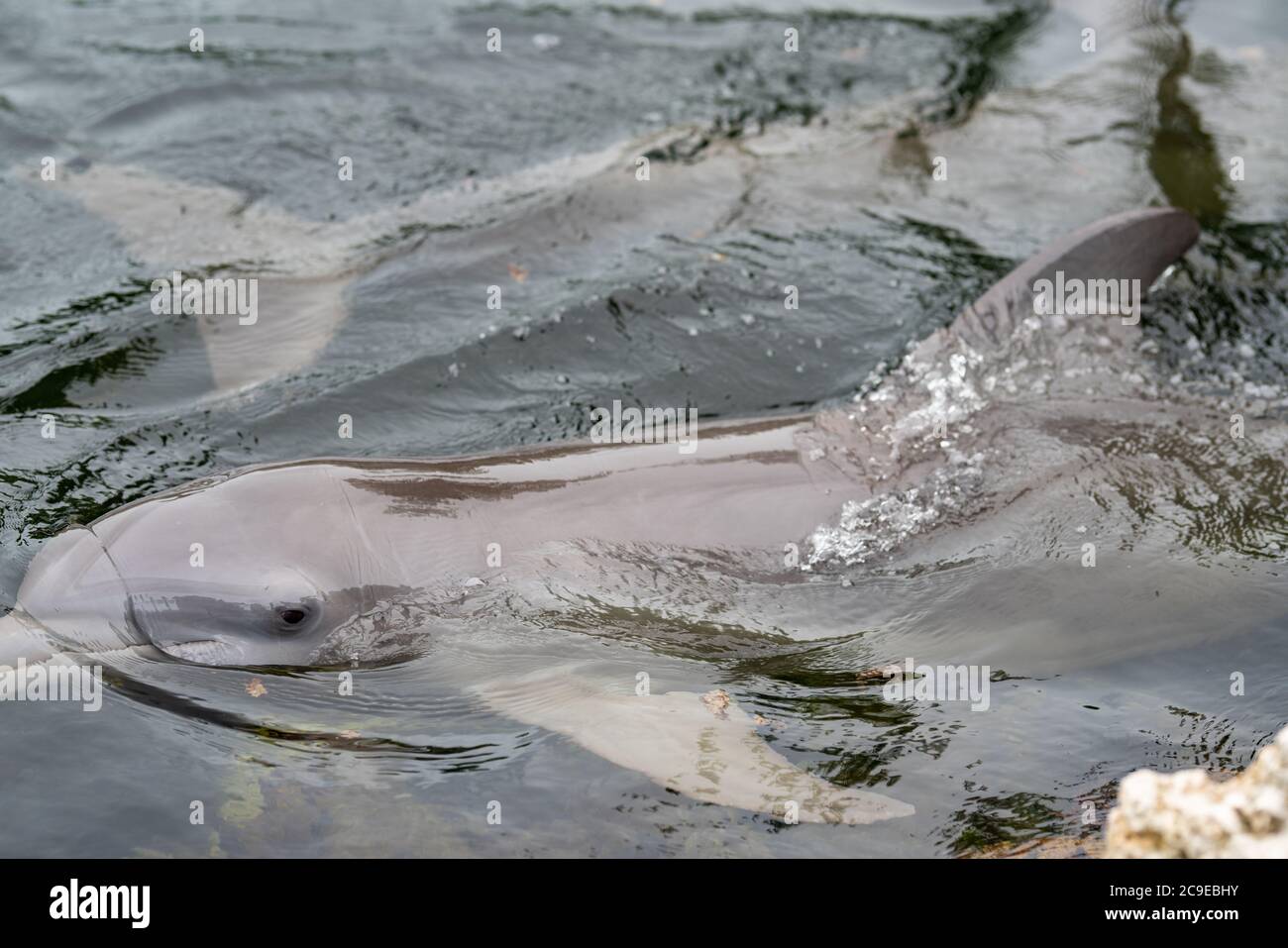Dolphine swimming hi-res stock photography and images - Alamy