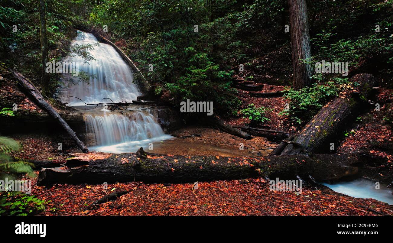 Golden Cascade Falls in Big Basin Redwoods State Park Stock Photo - Alamy