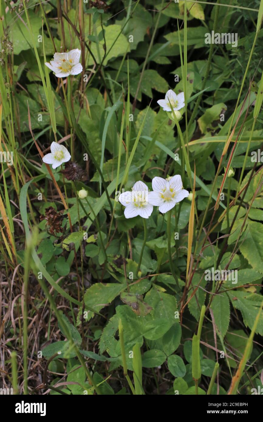 Parnassus palustris hi-res stock photography and images - Alamy