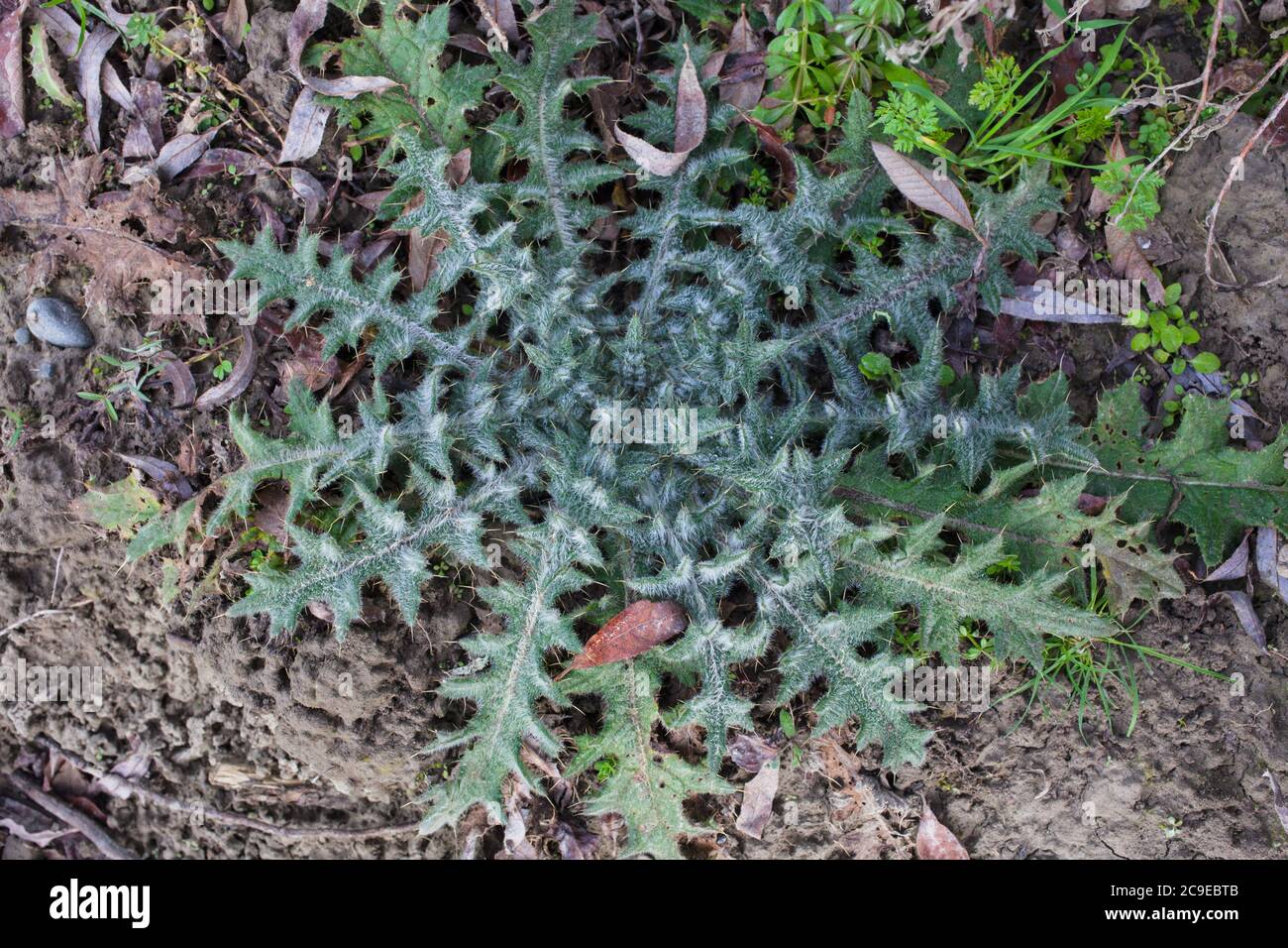 Bull Thistle (Cirsium vulgare) Edible and Medicinal Wild Herbs Stock ...