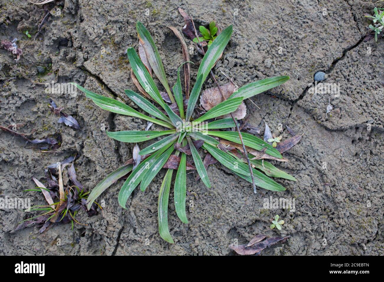 Plantain (Plantago) Edible and Medicinal Wild Herbs Stock Photo - Alamy