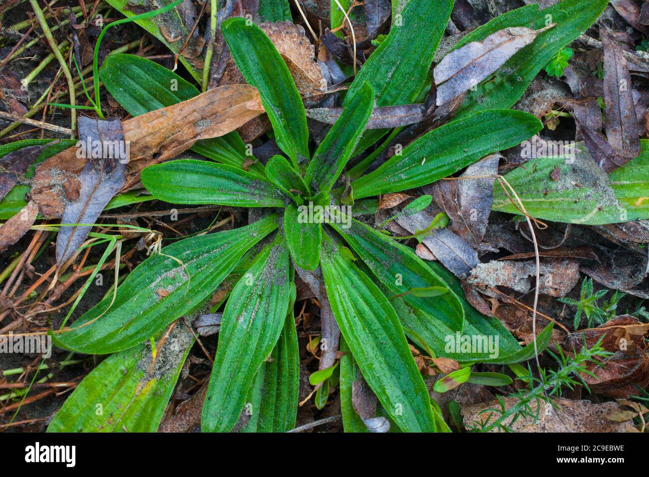 Plantain (Plantago) Edible and Medicinal Wild Herbs Stock Photo - Alamy