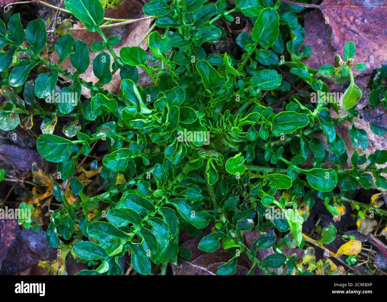 Bittercress (Cardamine) Edible and Medicinal Wild Herbs Stock Photo - Alamy