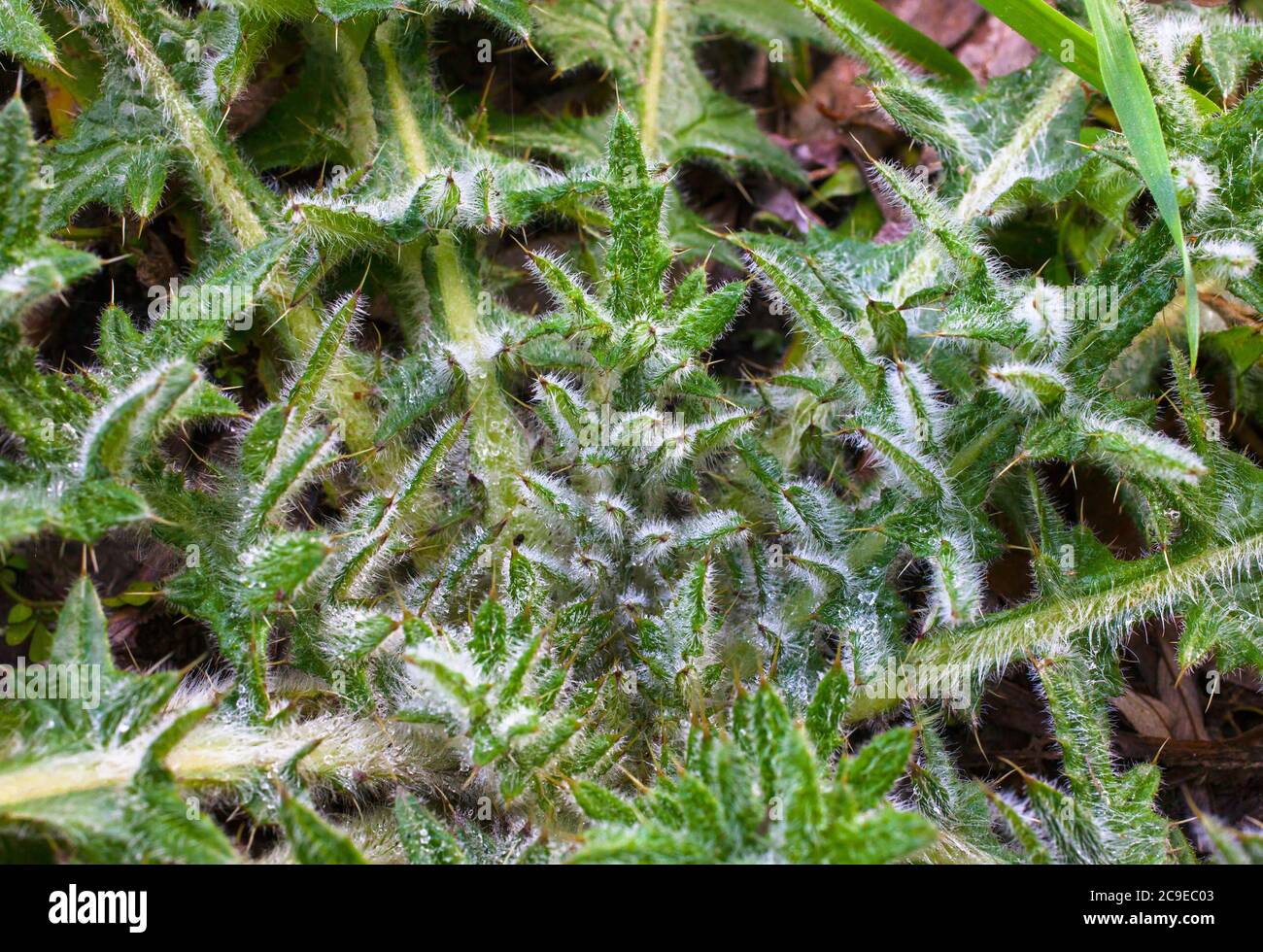 Bull Thistle (Cirsium vulgare) Edible and Medicinal Wild Herbs Stock ...