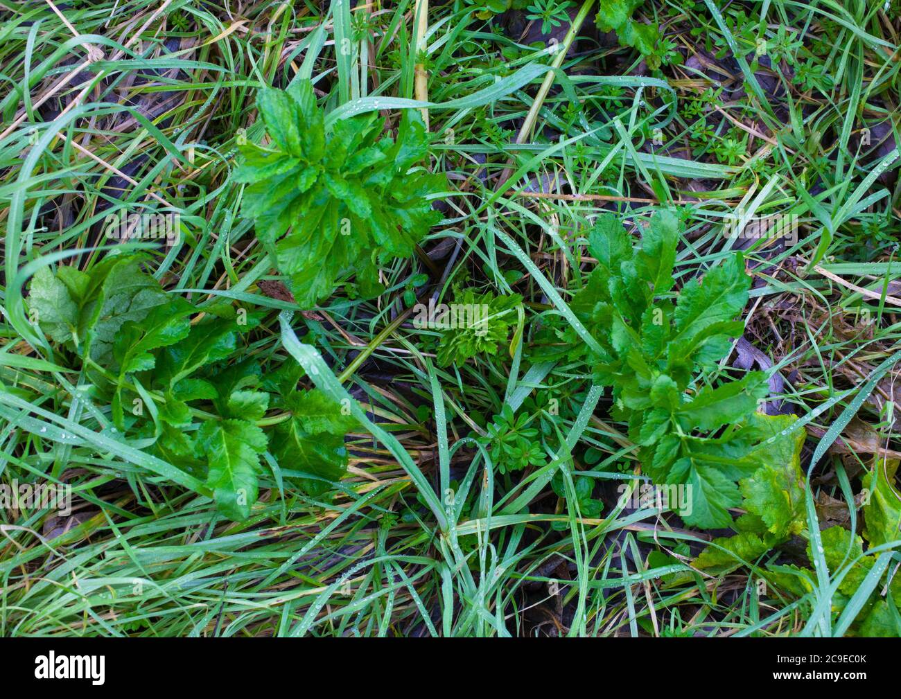 Edible and Medicinal Wild Herbs: Parsnip, growing near a river Stock ...